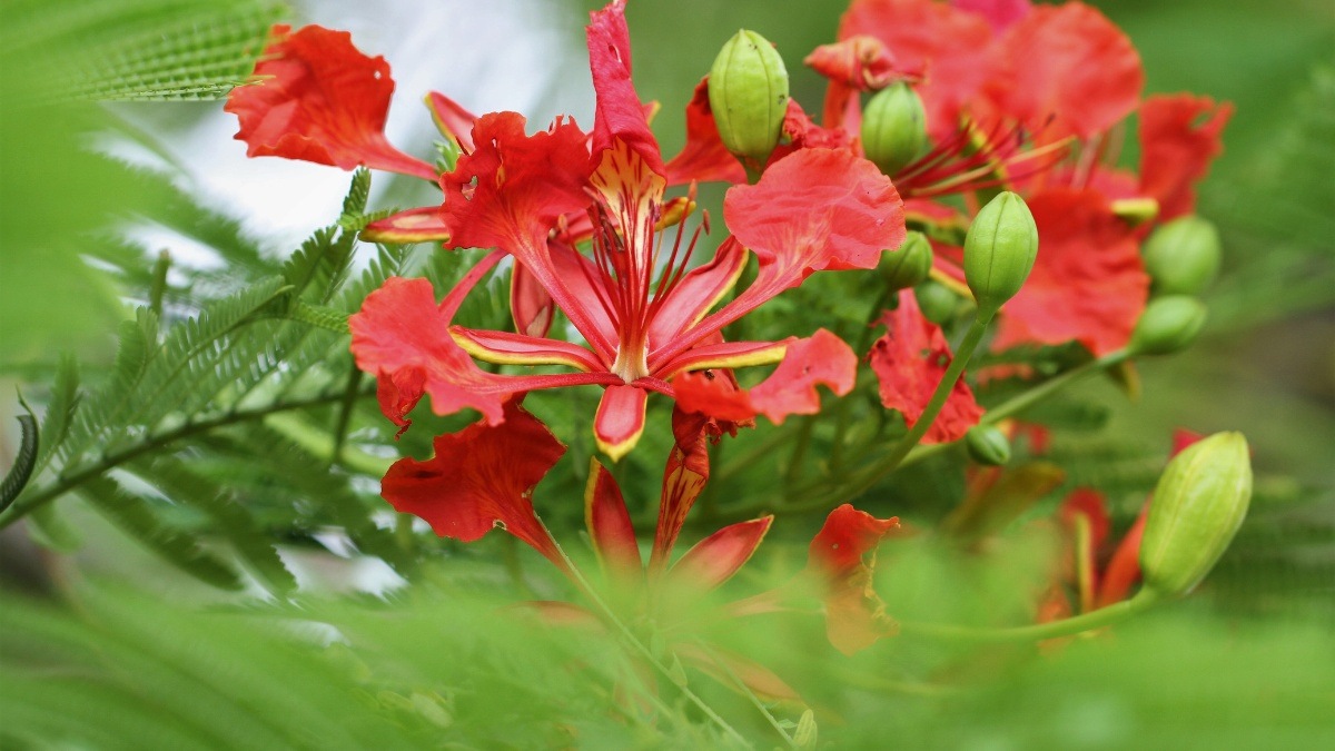 Tổng hợp 50+ hình ảnh hoa phượng đẹp gắn liền với mùa hè